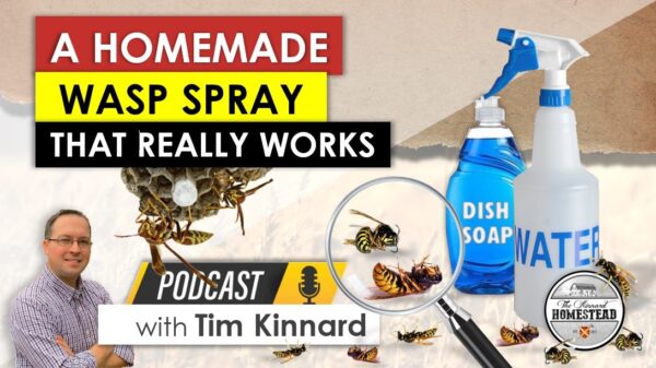A Homemade Wasp Spray that Works